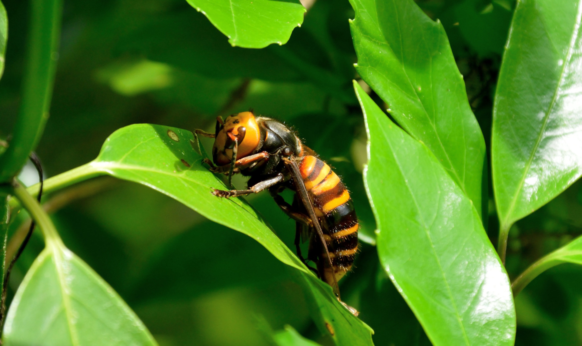 The most painful animal bites and stings humans can experience