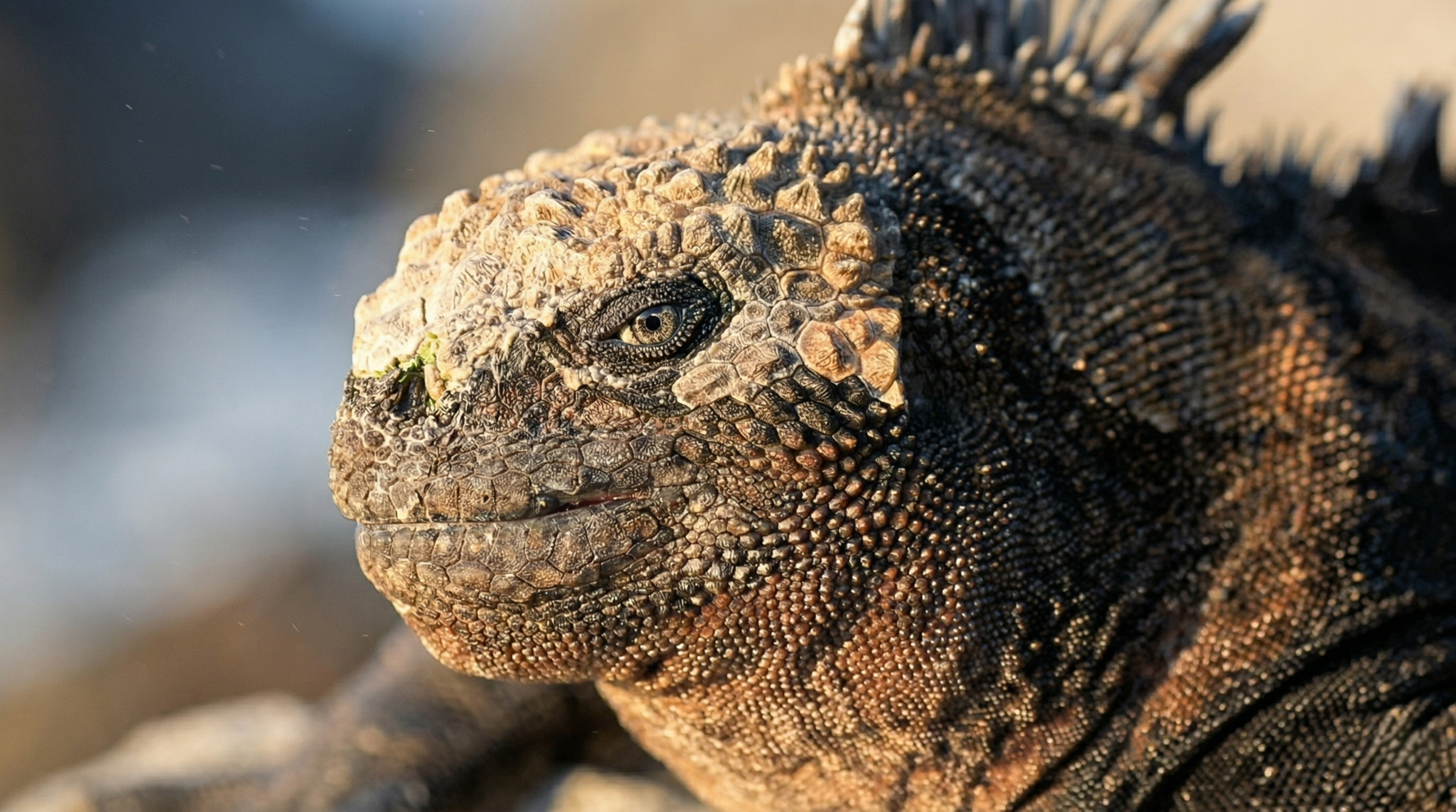 Watch what happens when there’s no escape from these animals