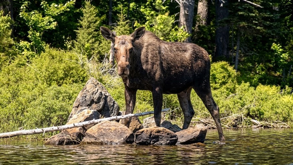 Watch what happens when he gets too close to a 1,000 lb wild moose