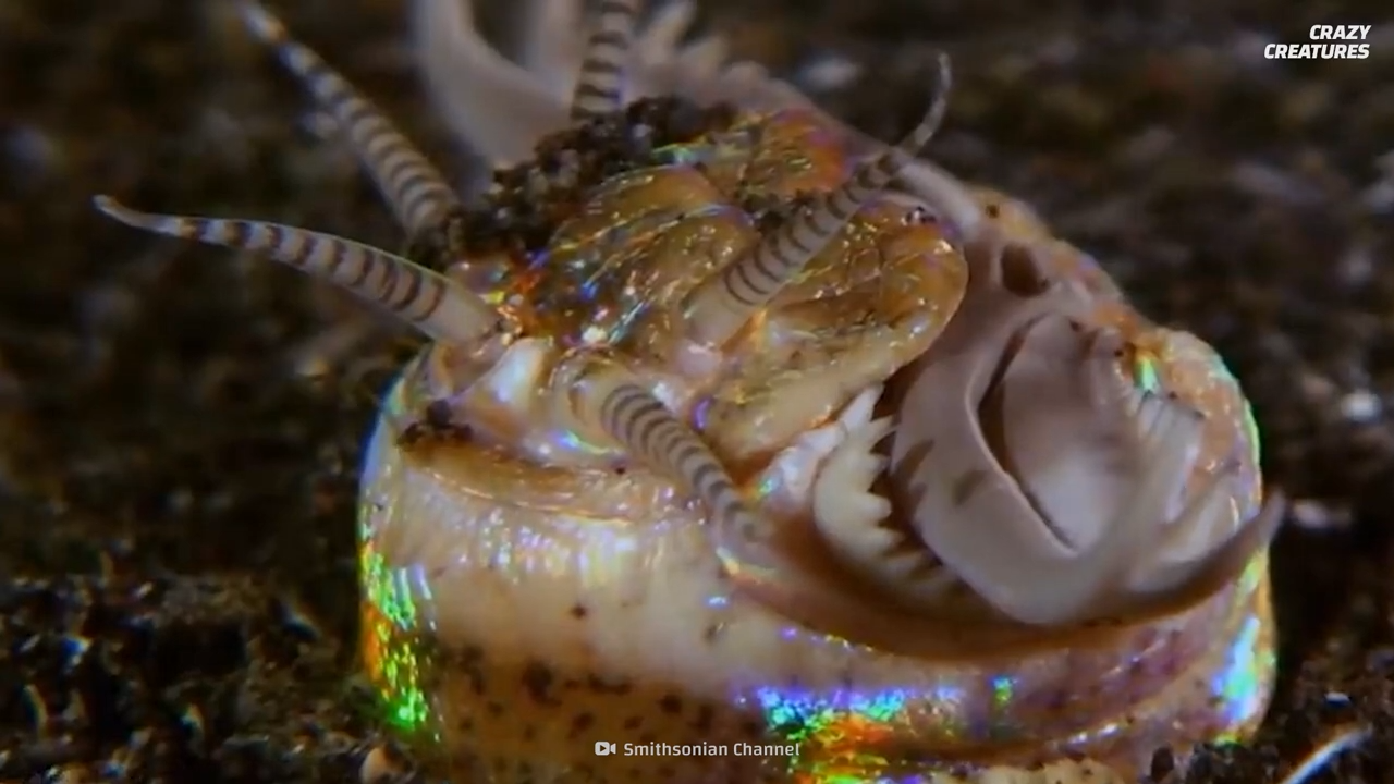 Watch what happens when a bobbit worm turns the seafloor into a deadly trap