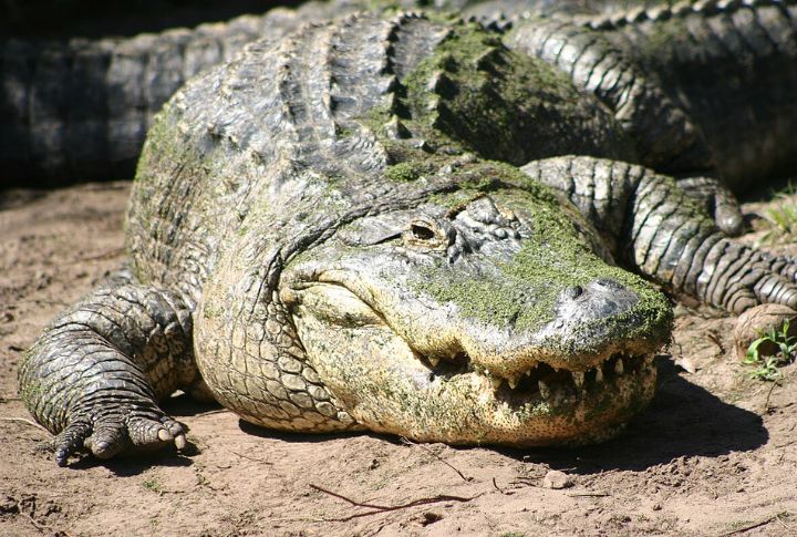 10 animals in Florida you don't want to encounter