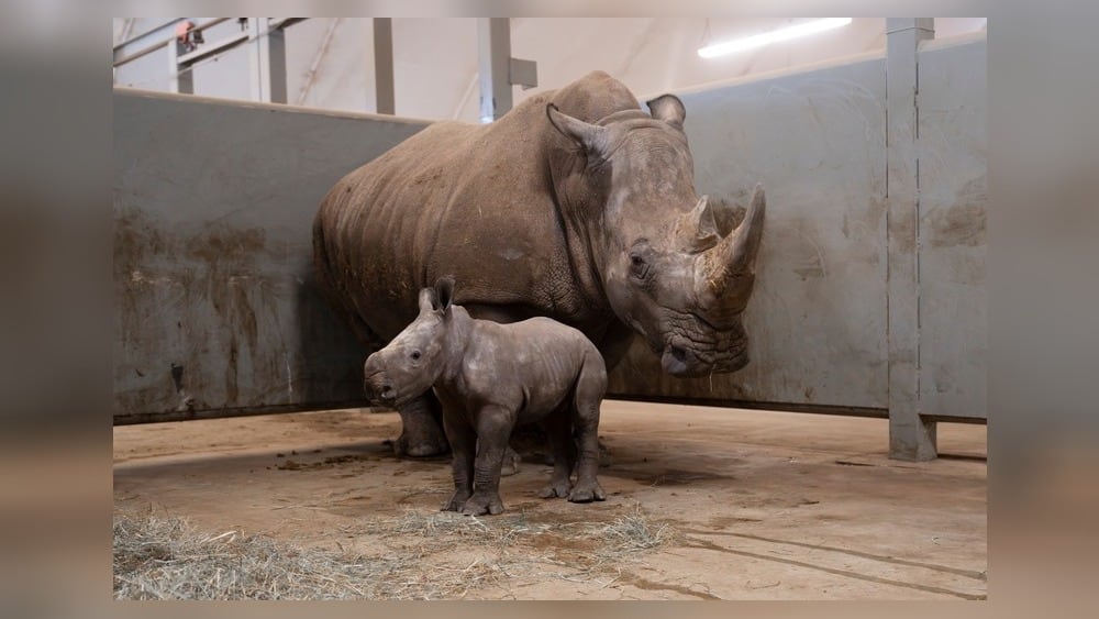 Wildlife sanctuary announces birth of second rhino calf in Ohio