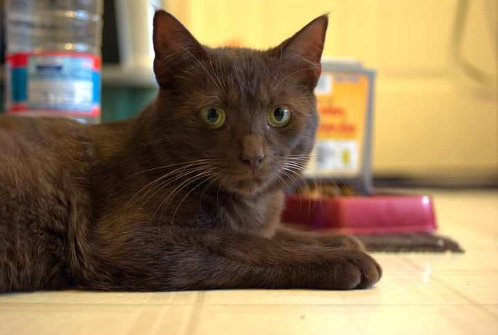 20 unique cats that deserve the spotlight