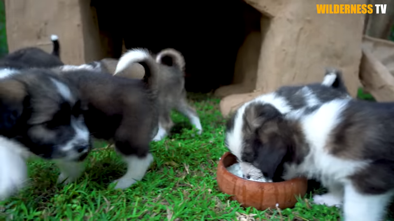 Watch how these rescued puppies got their first safe home - and it’s ...