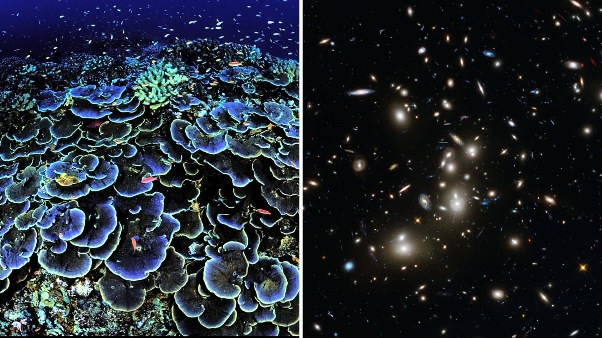 Natural structures built around fractal geometry