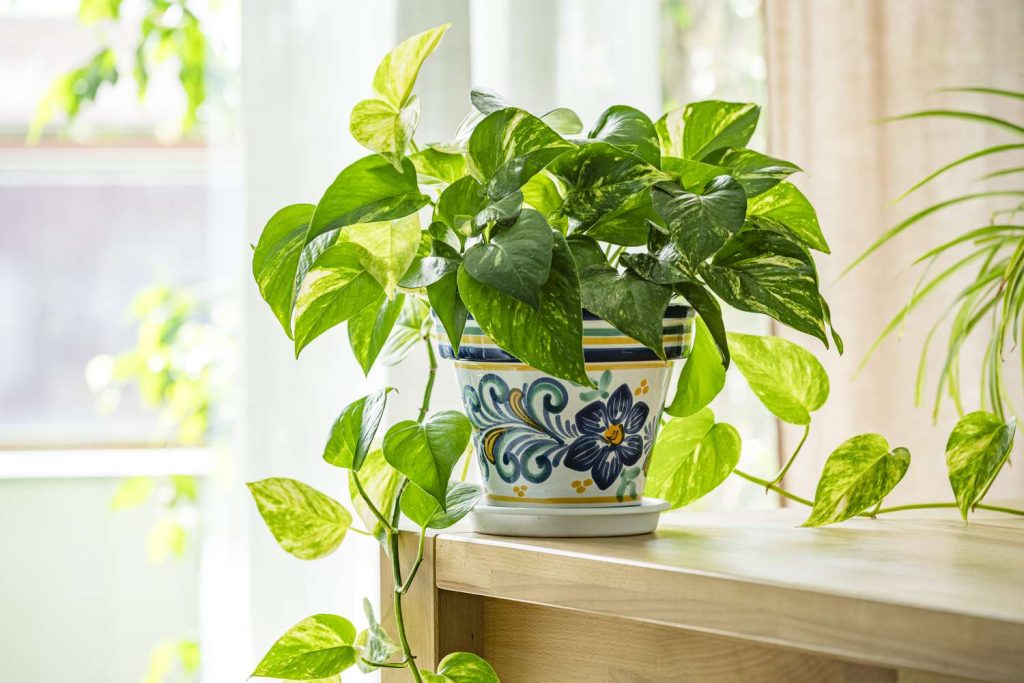 30 fast growing easy plants for beginners