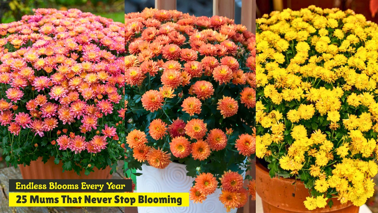 Plant these 25 perennial mums once and never buy flowers again