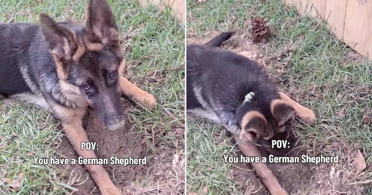 Dog is proud after mom catches her digging a huge hole in the backyard