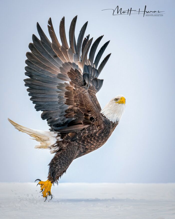 33 bird close-ups that turn everyday nature into something remarkable