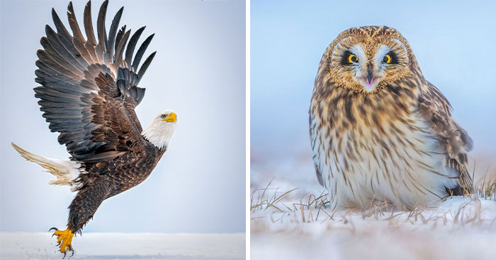 33 bird close-ups that turn everyday nature into something remarkable