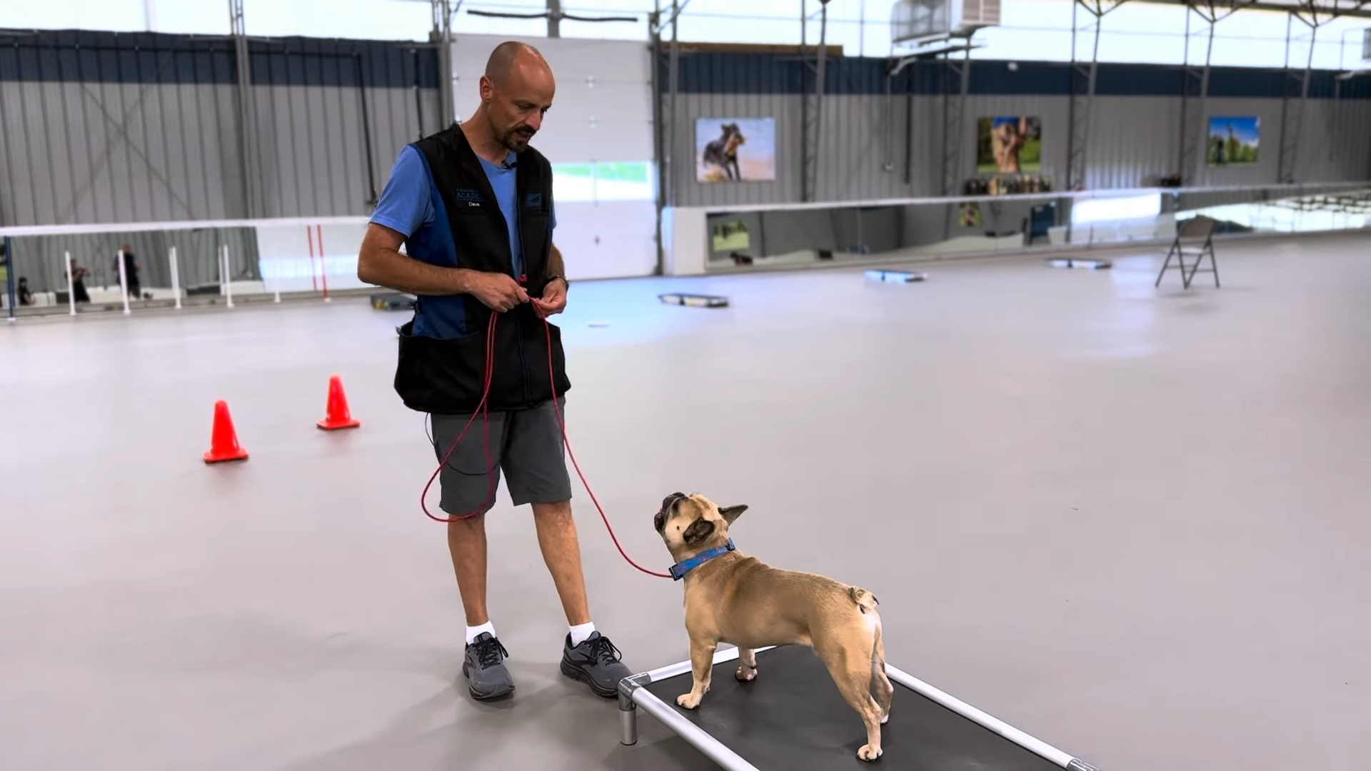 This obedience exercise shows how calm dogs are built around real-world ...