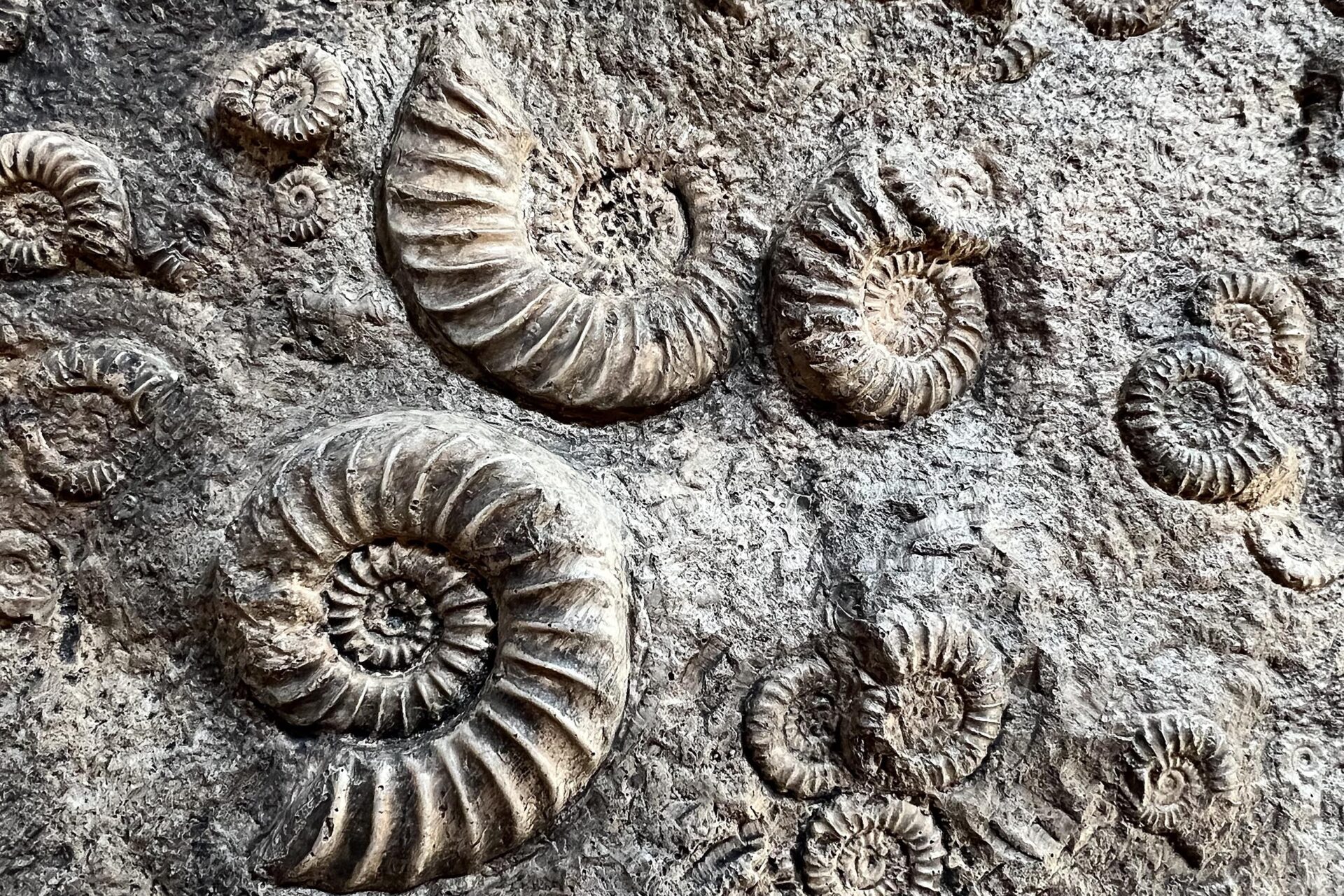 The origin of complex life is much older than previously thought