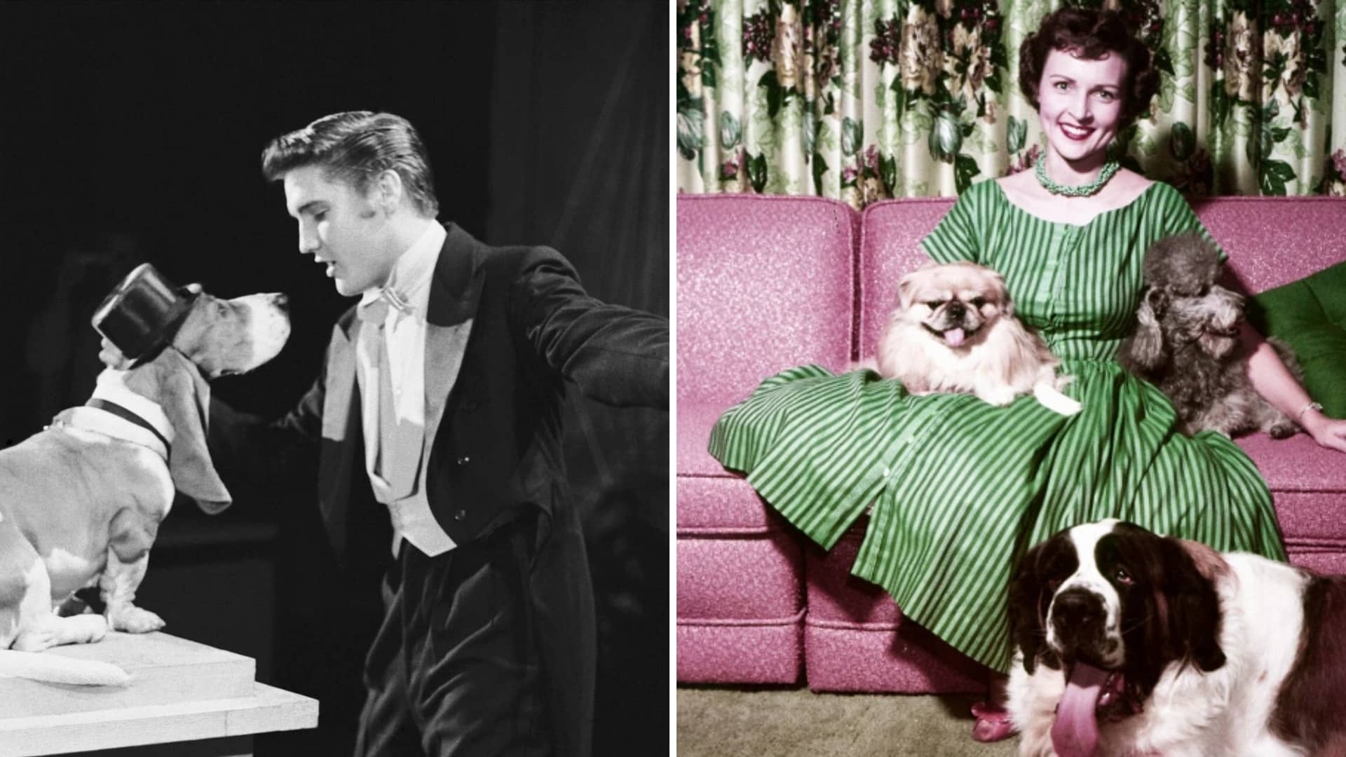 Famous pets that lived the celebrity life too