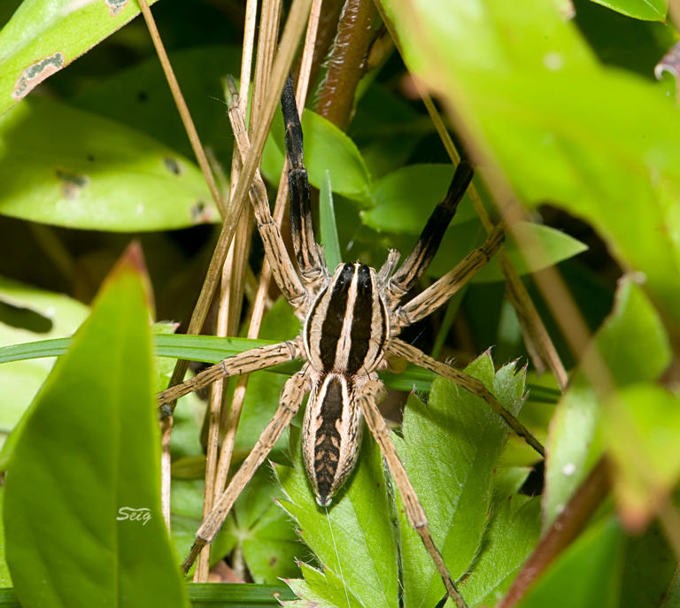 2-inch legs? These 7 Michigan spiders are hard to miss.