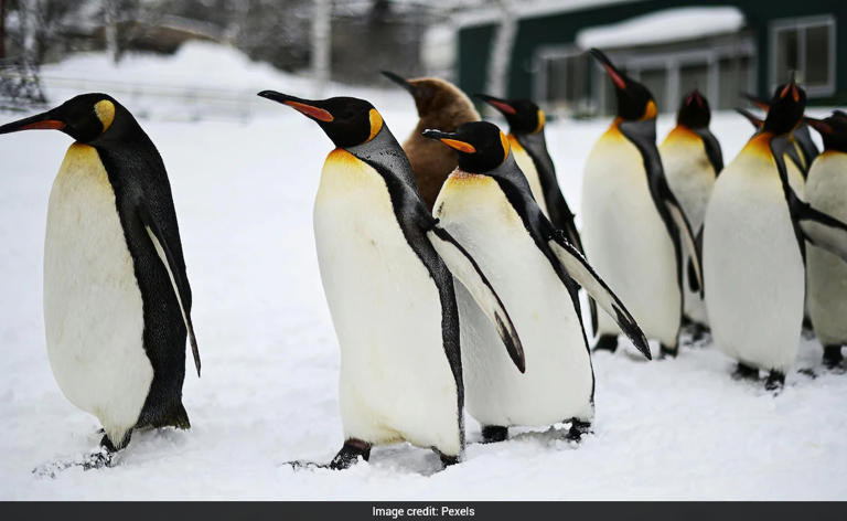 Stark warning as emperor penguins added to endangered list amid rapid ...