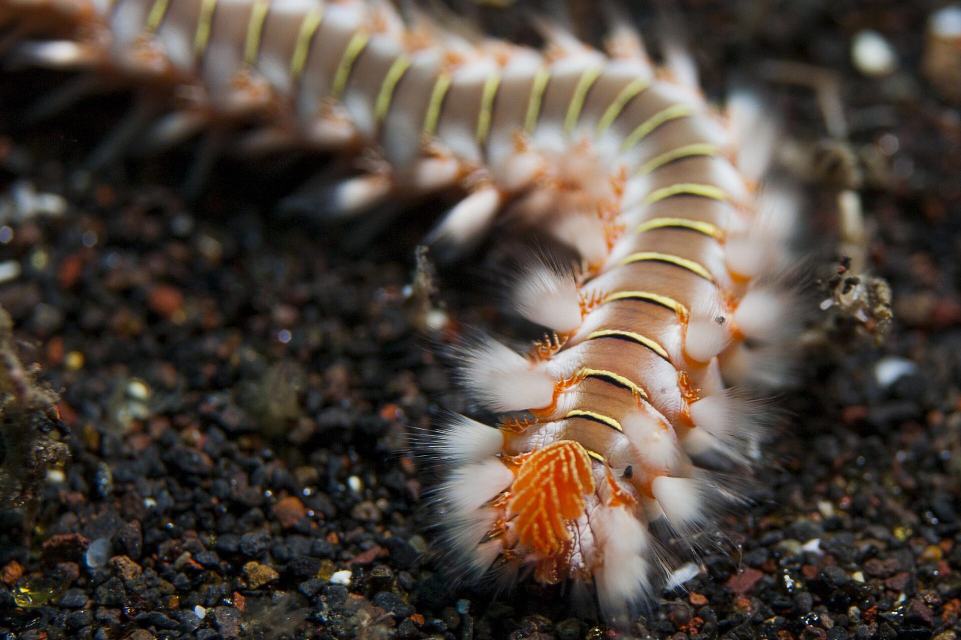 The origin of complex life is much older than previously thought