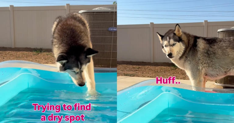 Dog hates being apart from mom, even if it means getting her paws wet