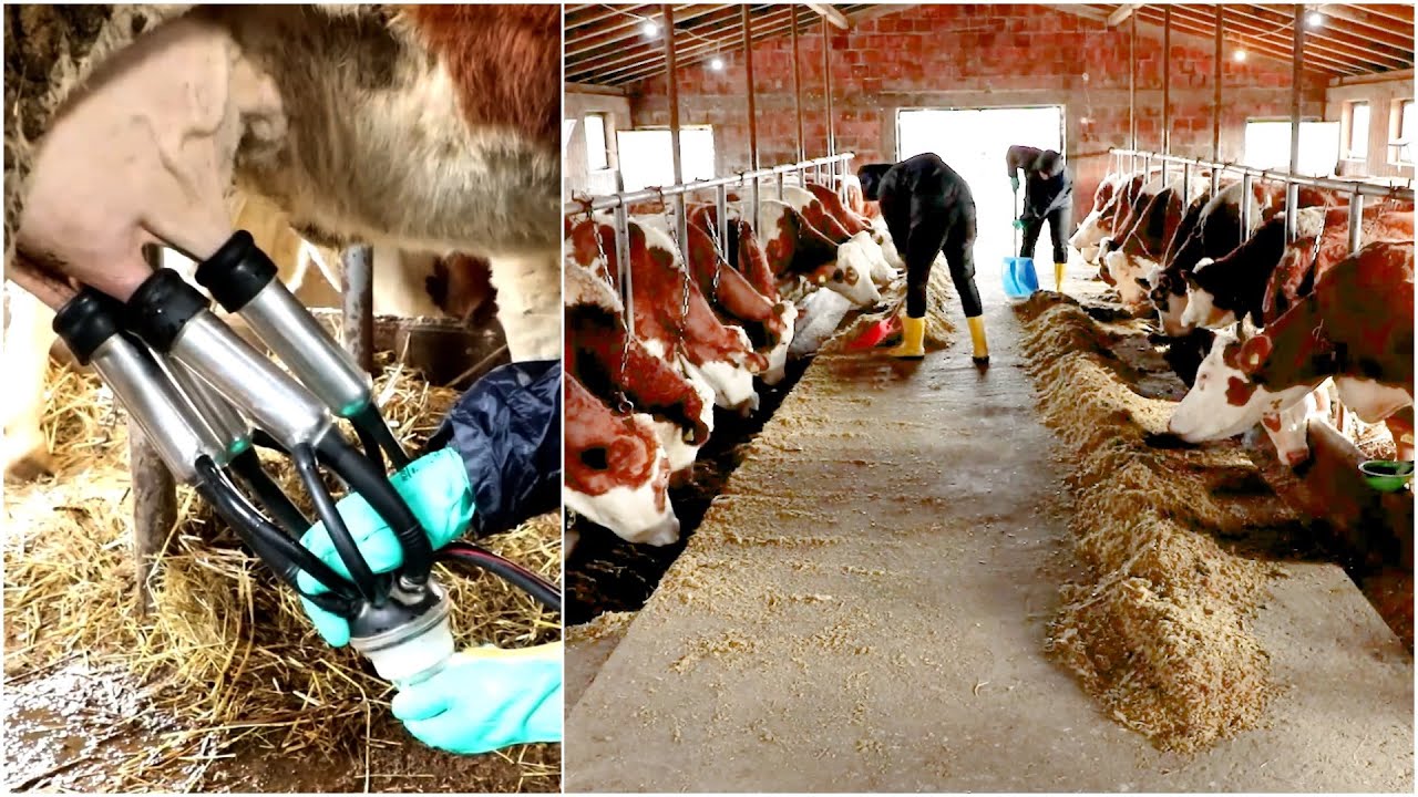 Real life day on a small dairy farm!