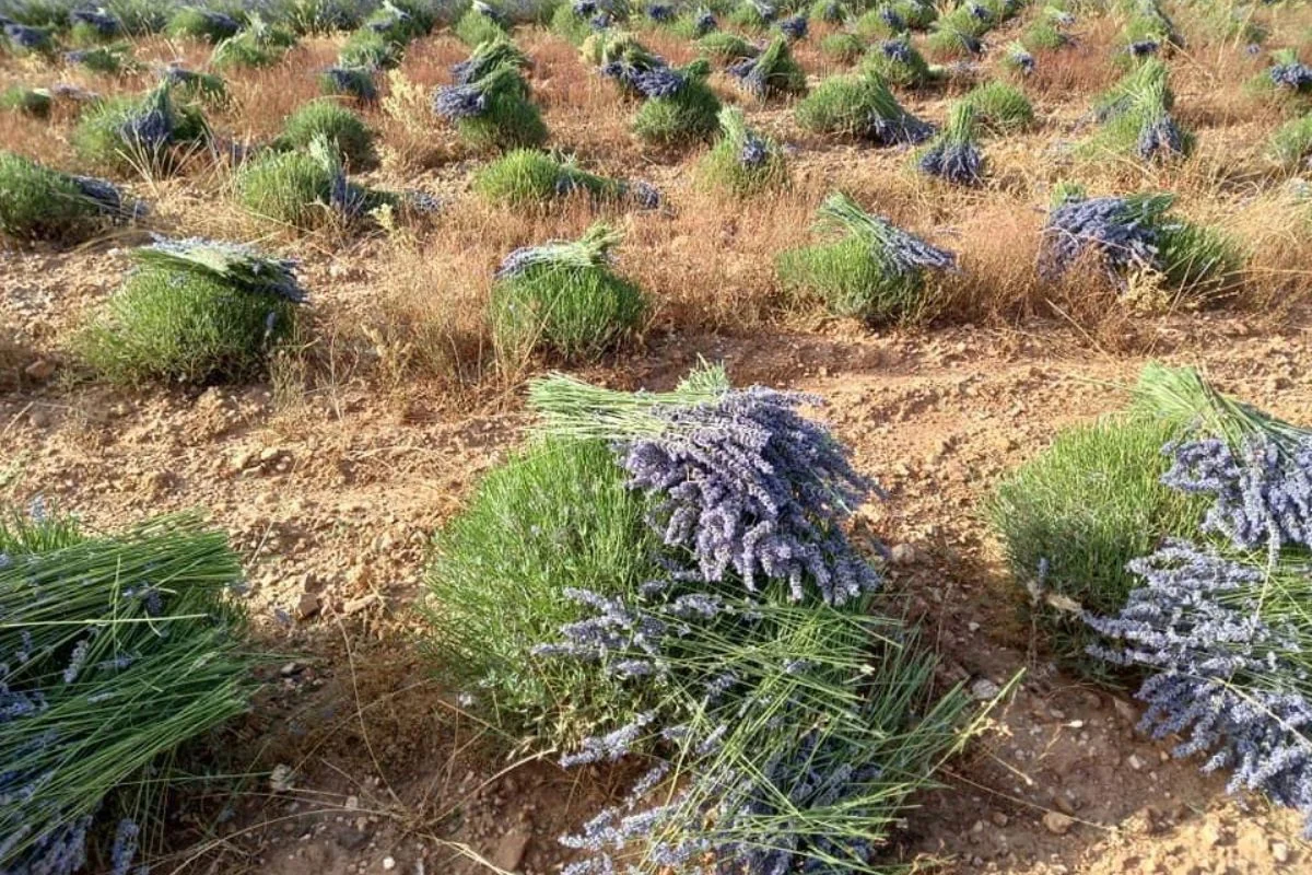 Marruecos: El sector de las plantas aromáticas y medicinales se ...