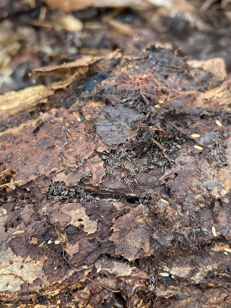 Invasive ant with deadly sting is spreading in the US, including Ohio