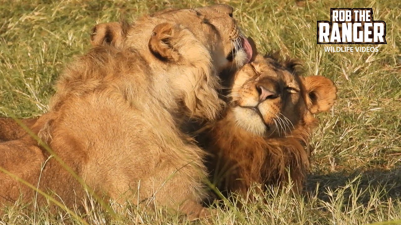 A strong Rongai Rocker lion coalition sits in the hot sun
