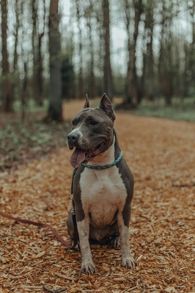14 dogs that are too often left behind in shelters without a home