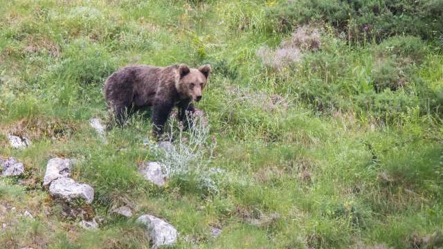 Brown bear population shows signs of domestication, scientists fear ...