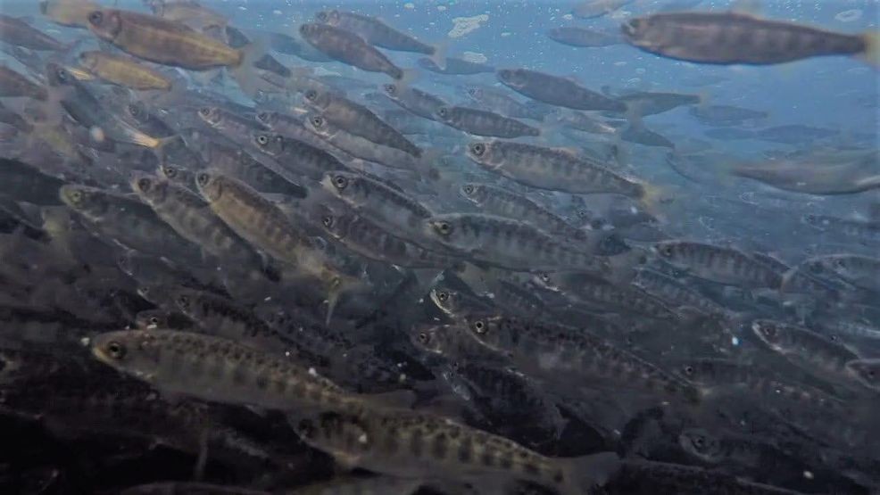 About 3.5M fall Chinook salmon released as Shasta Dam pulse flow boosts ...