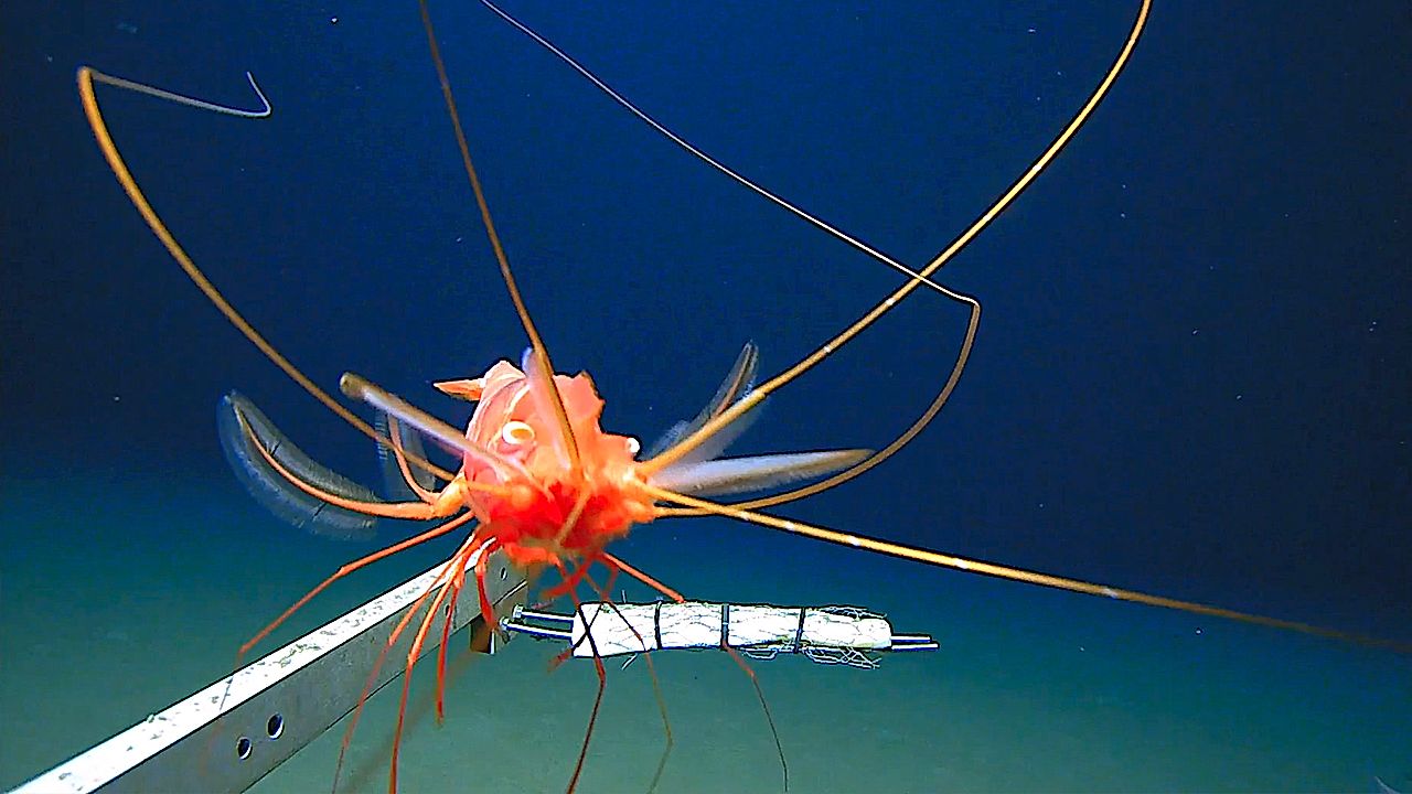 Mystery creature found in Japan's deepest ocean trenches