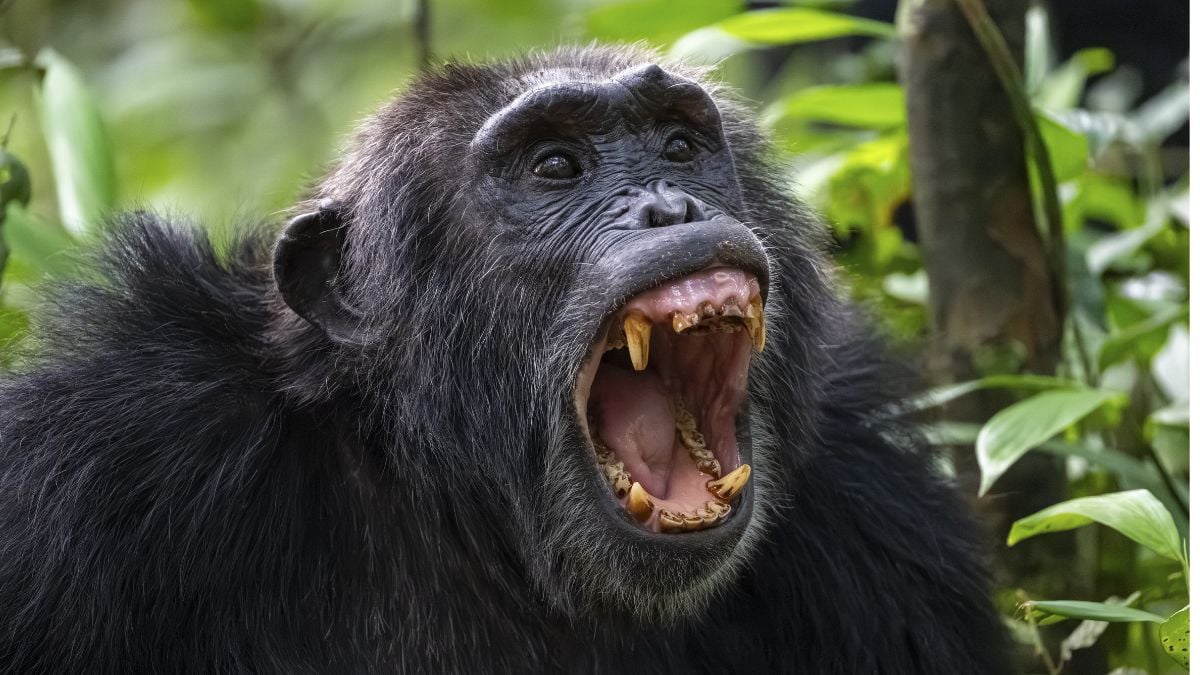 Scientists announce the first clear evidence of a chimpanzee 'civil war'