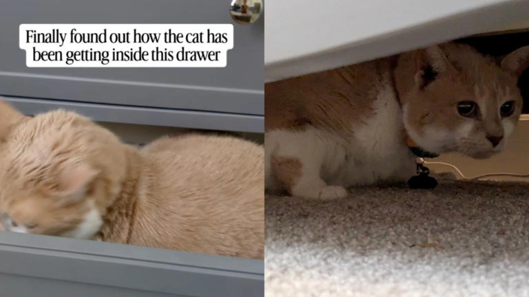 Baby proofing can't stop cat from sneaking inside a drawer