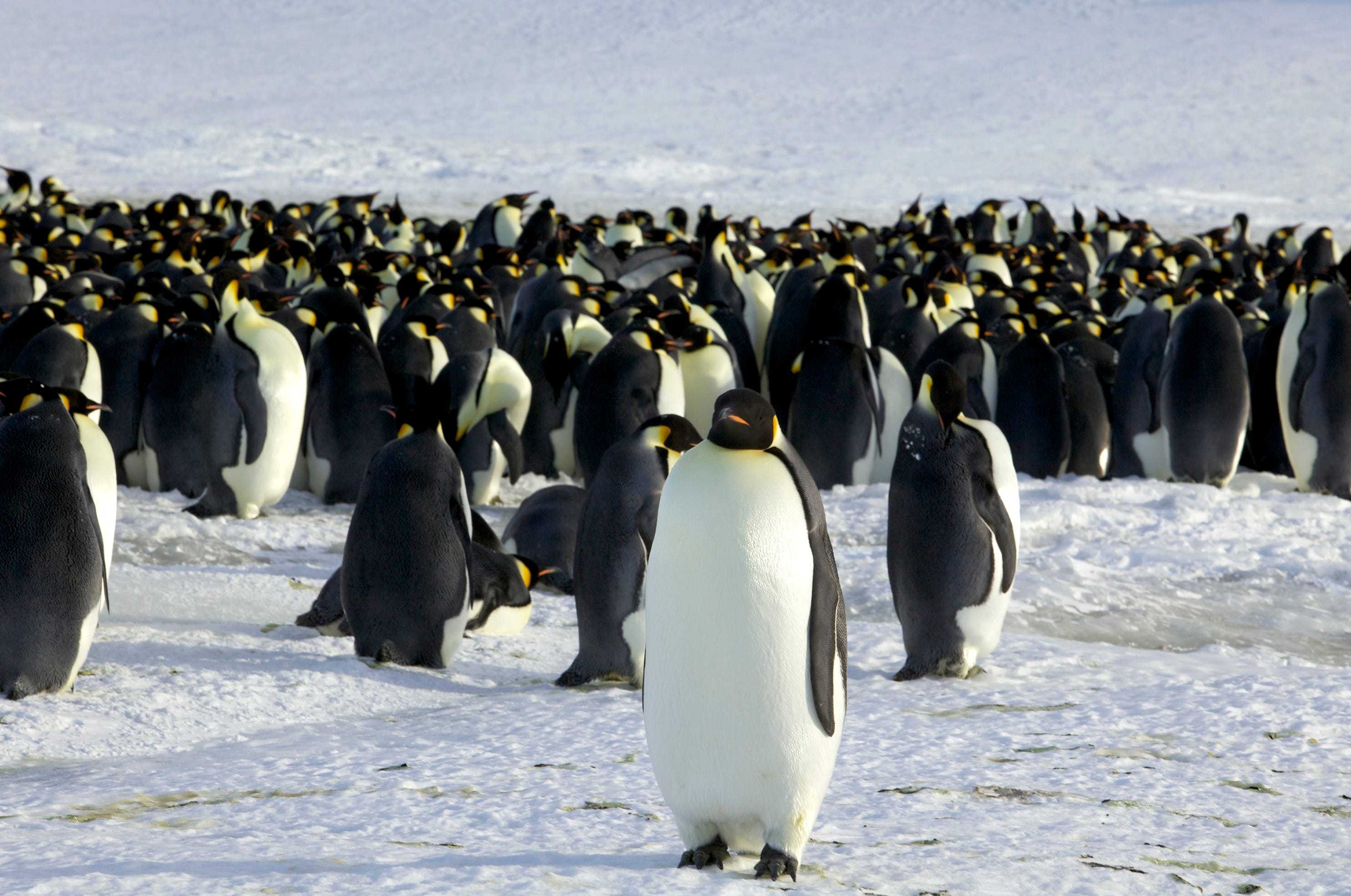 Emperor penguins now endangered, international wildlife group finds