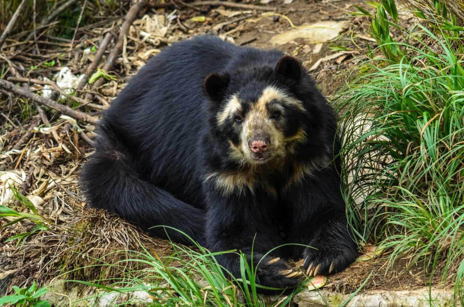 The 4,000-pound bear that towered over nearly every animal on Earth