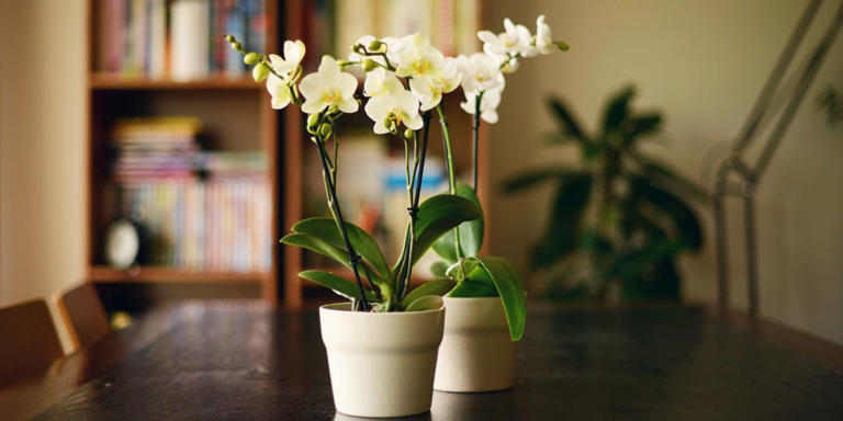 Here’s how to keep your orchid alive for years