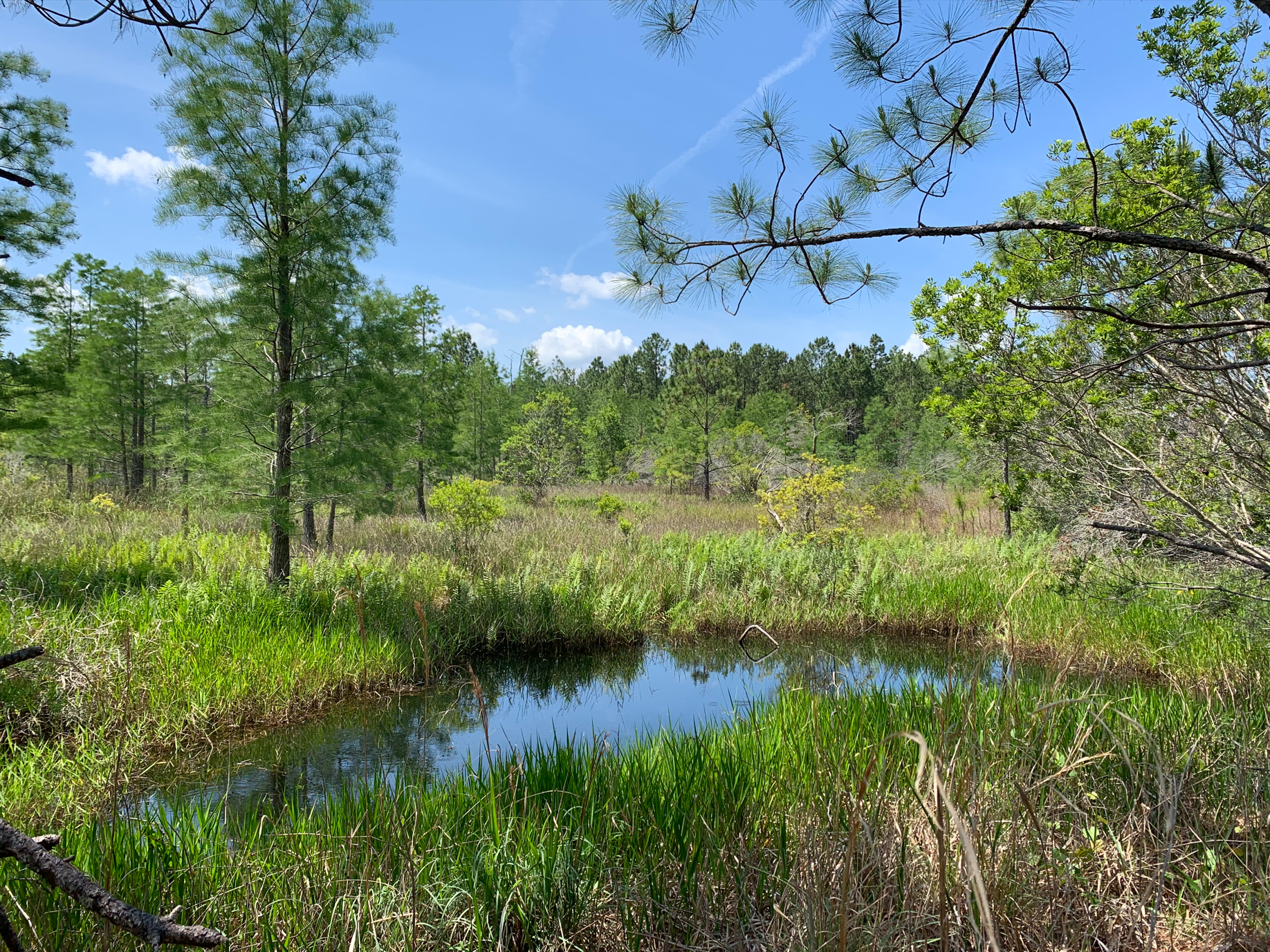 Flagler County to close on 3,800-acre conservation land purchase