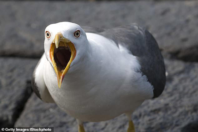 Angry birds! Be afraid... seagull attacks are now 'co-ordinated'