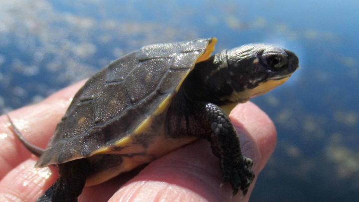 Ontario repeals Endangered Species Act in controversial move