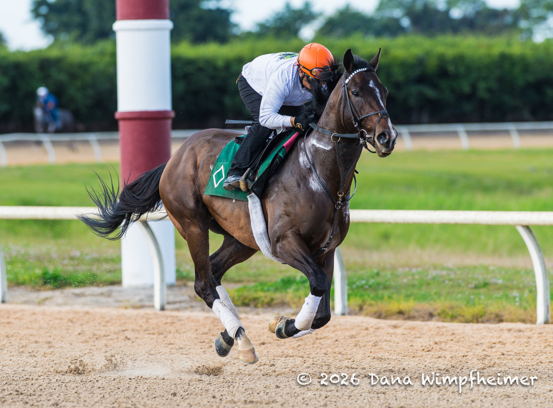 Reigning horse of the year Sovereignty among early probables for ...
