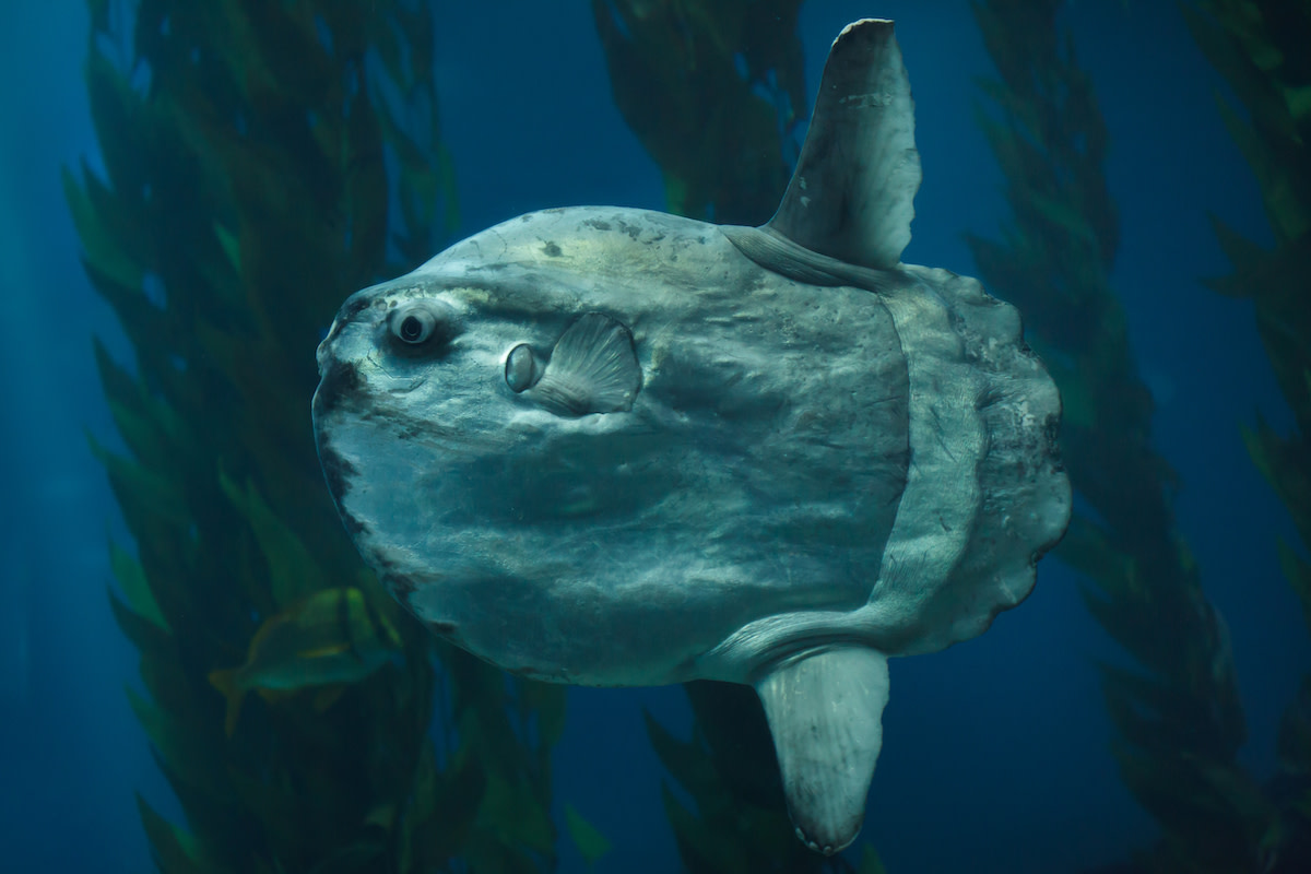 Visit the Monterey Bay Aquarium to see the rare ocean sunfish before it ...