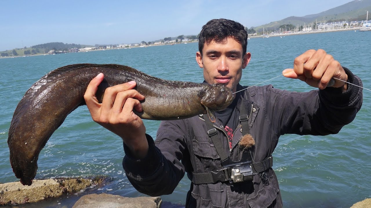 Catch and cook on the rocks 🎣 making fish tacos from this monkey faced ...