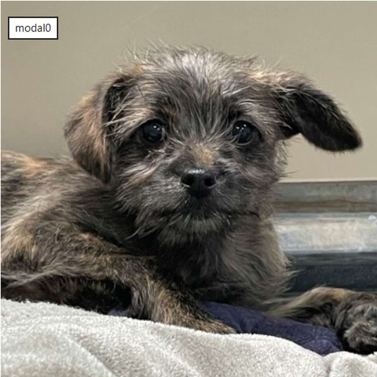 Stolen 4-month-old puppy returned to Austin Humane Society with apology ...