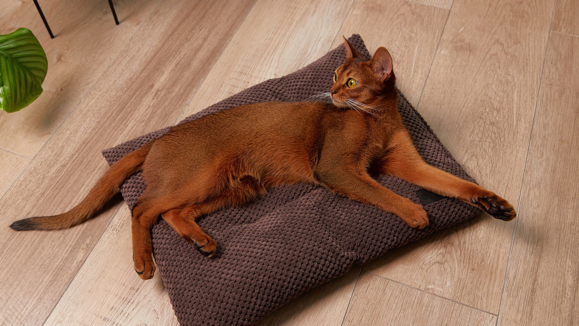 Fun facts about Abyssinian cats
