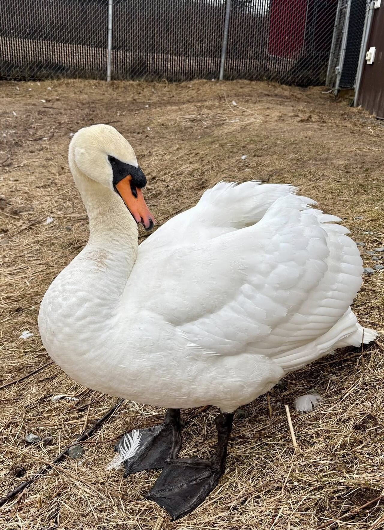 Harry’s swan song — the last St. John’s swan to live out rest of his ...