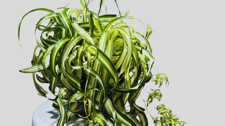Spider plant varieties: How to choose the best houseplant
