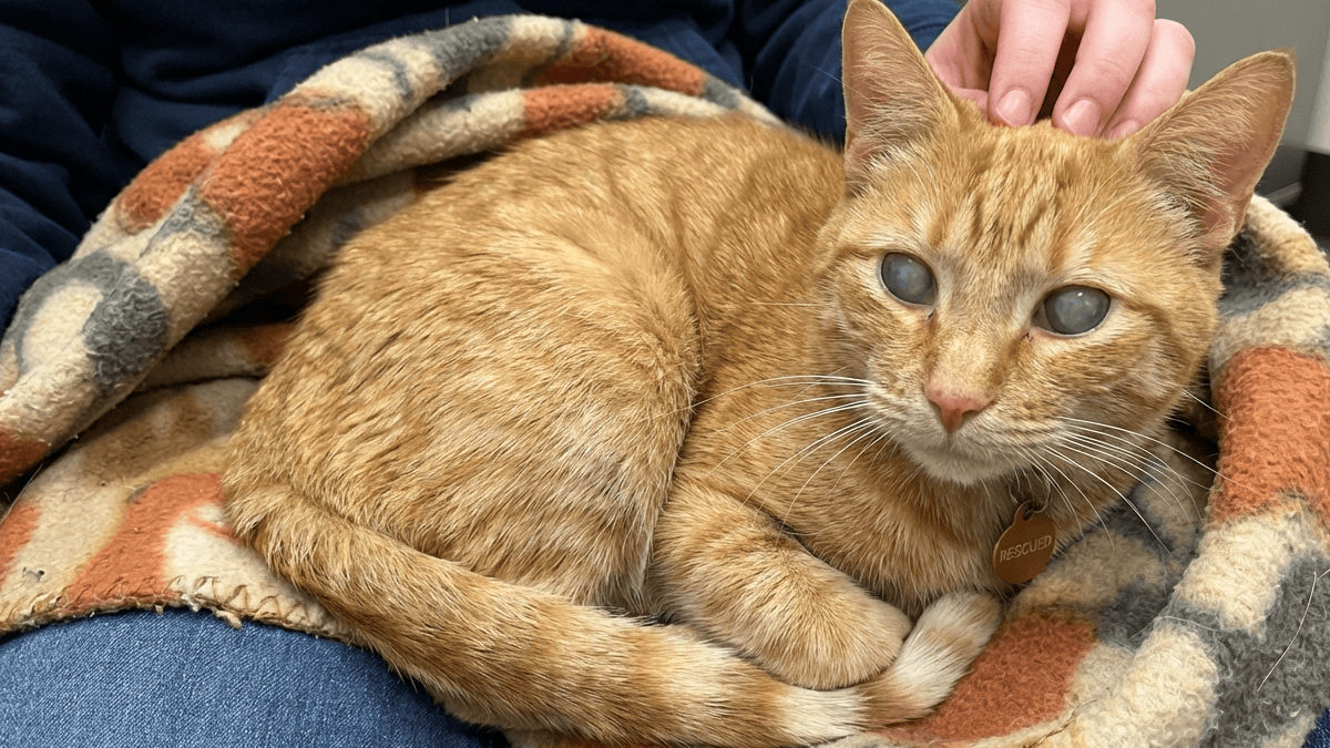 A blind cat who was rejected is rescued, and her new family proves that ...