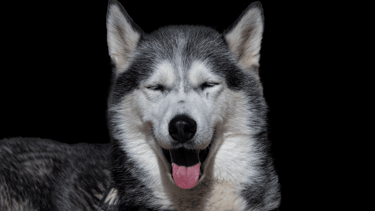 7 gossipy dog breeds, according to experts