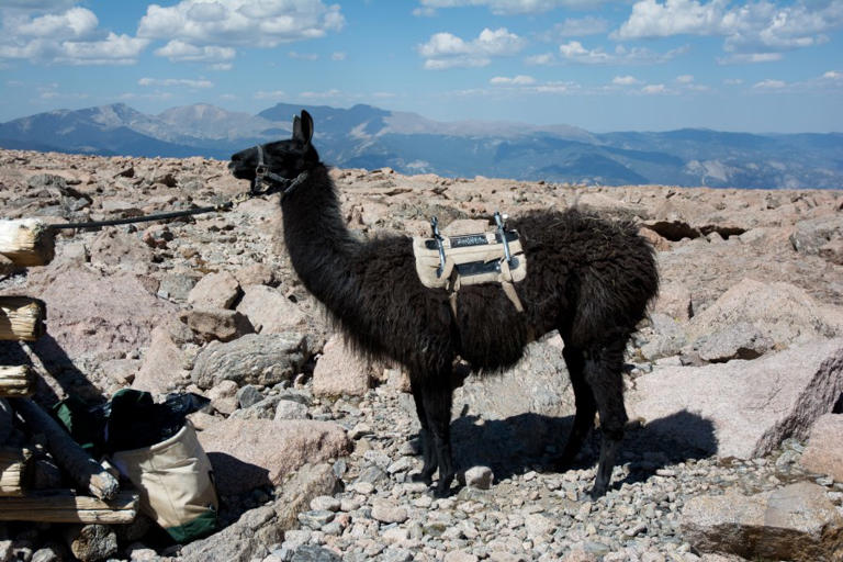 Did you know Rocky Mountain NP has llamas? Here’s how you can work with ...