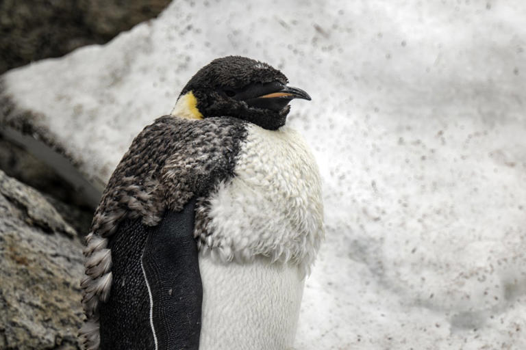 These adorable animals were just added to the endangered species list