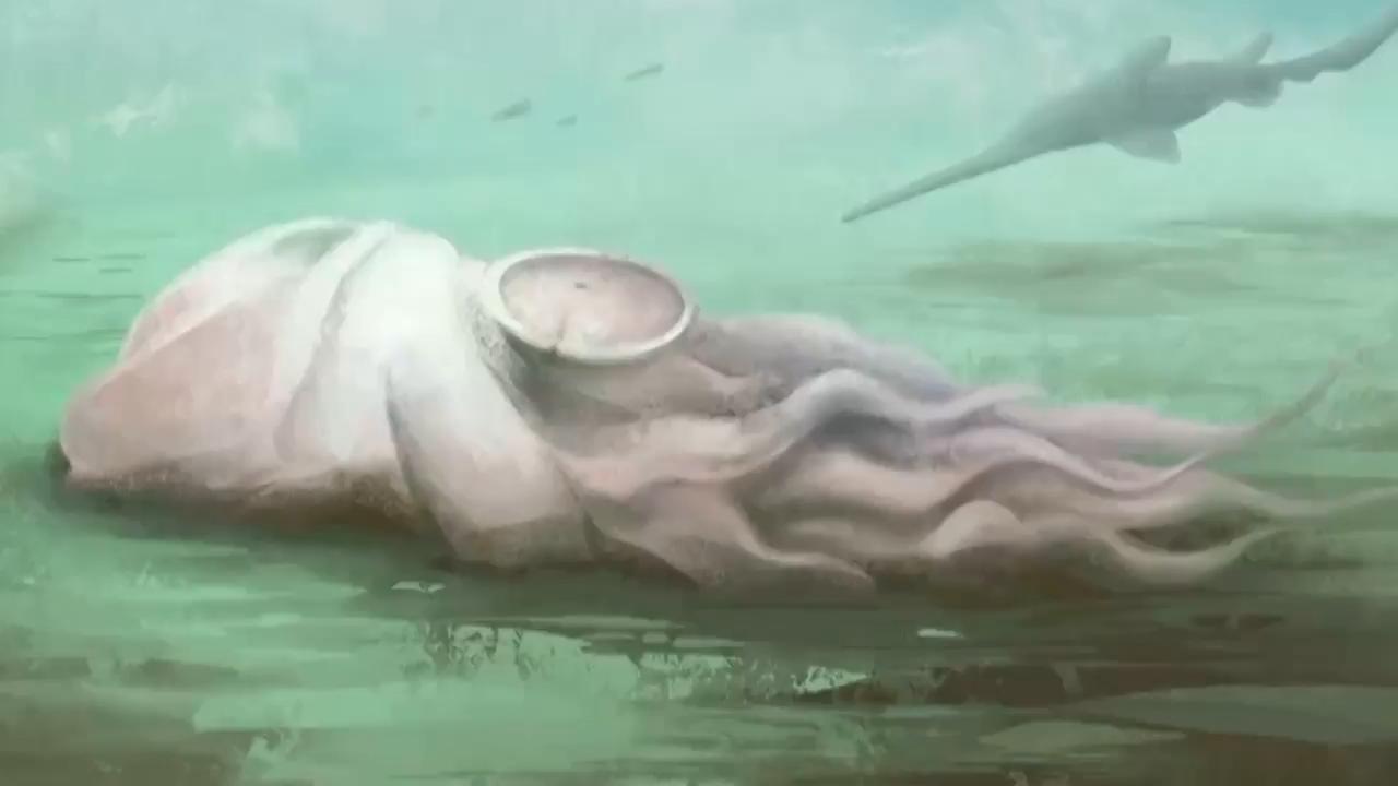 Science to ancient octopus fossil: you’re not an octopus after all