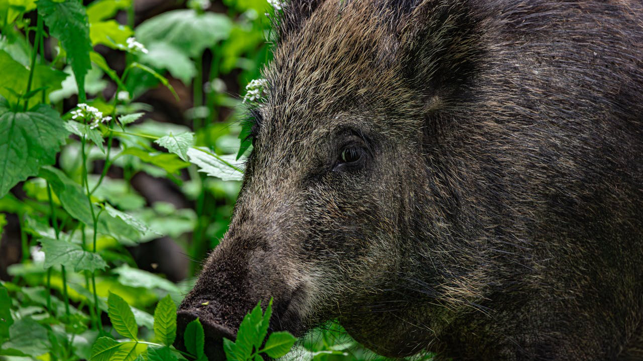 15 animals that can destroy a garden overnight